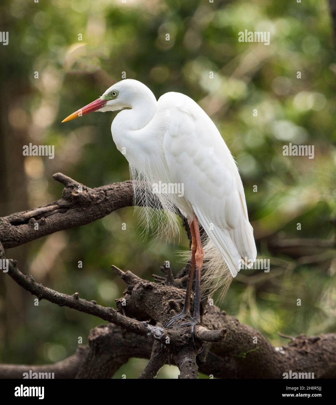Australian intermediate egrets hi-res stock photography and images - Alamy