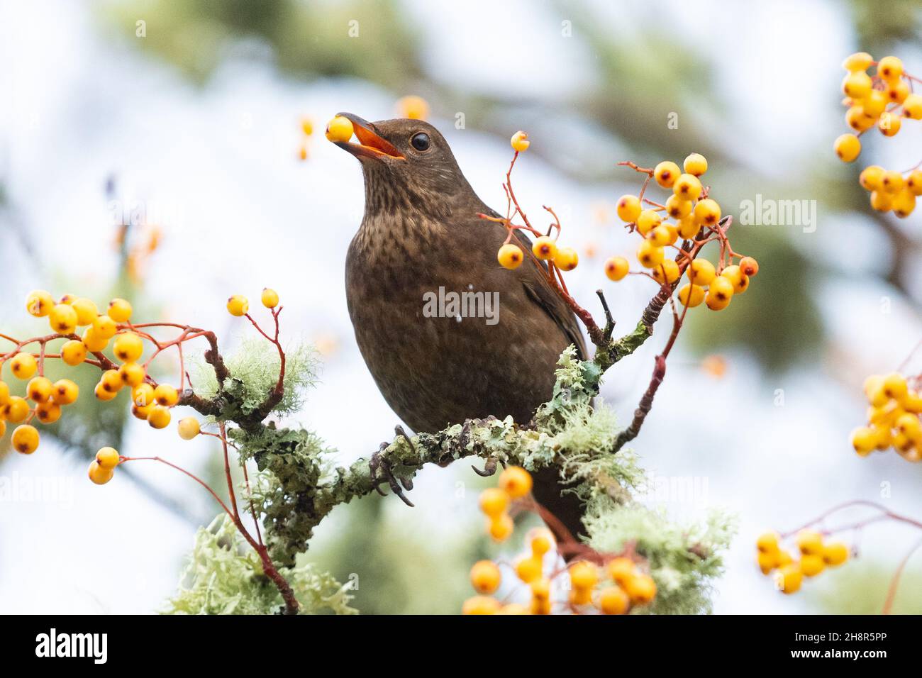 Rowan tree wildlife hi-res stock photography and images - Alamy