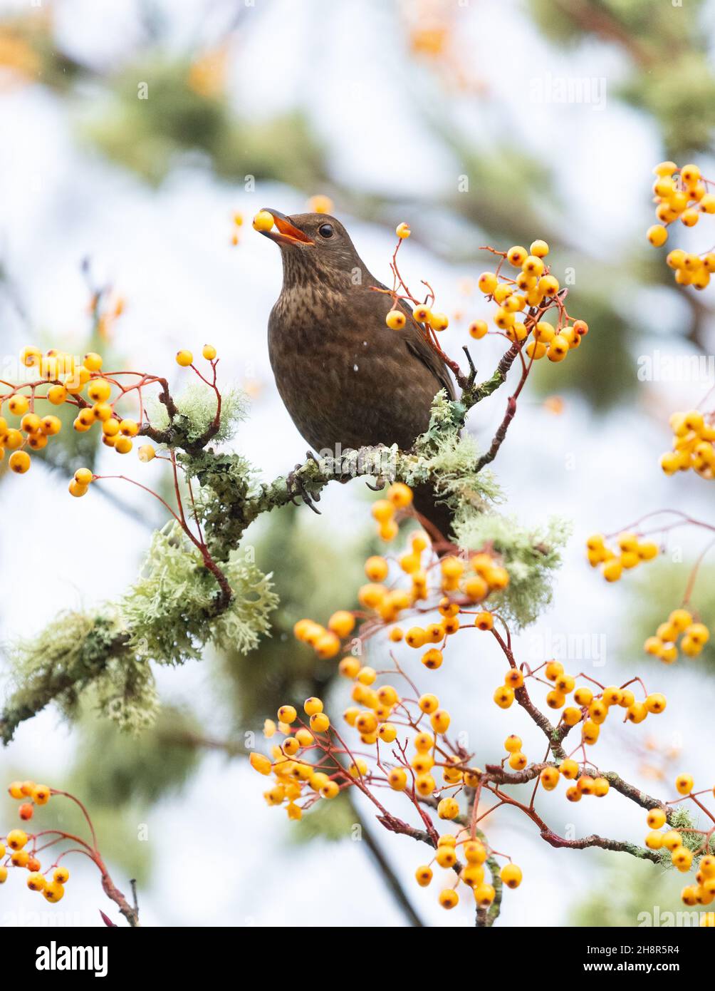 Rowan tree wildlife hi-res stock photography and images - Alamy