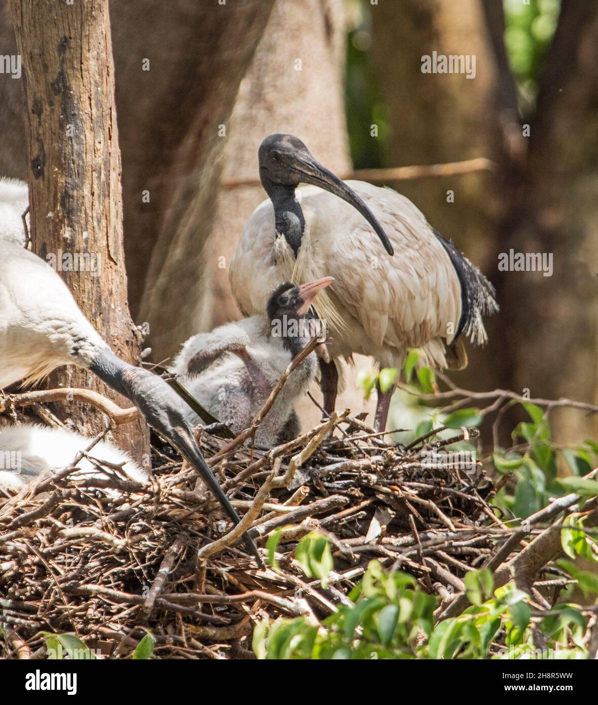 Sacred / White Ibis, Threskiornis molucca, with a chick in its nest in ...