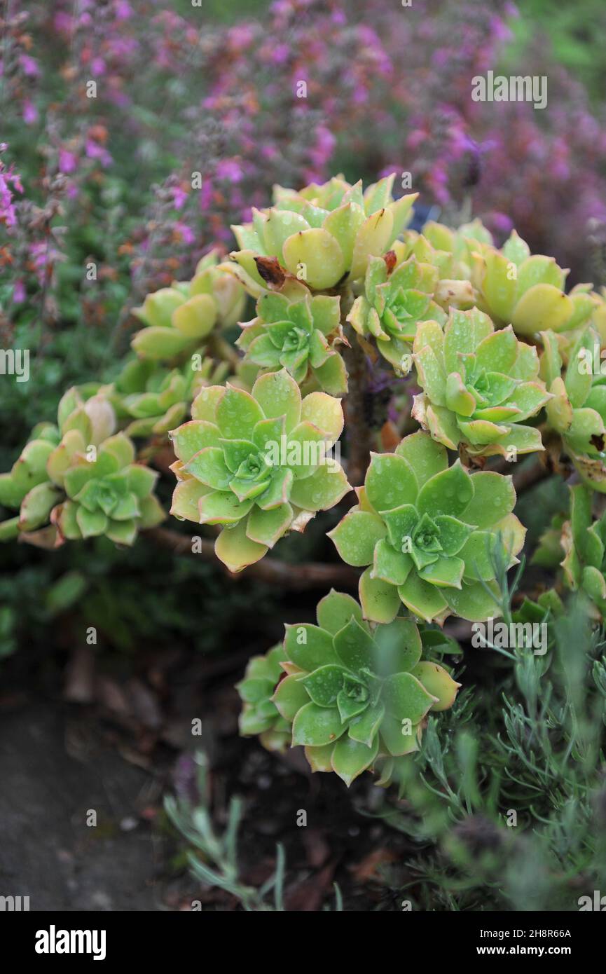 Aeonium lancerottense species hi-res stock photography and images - Alamy