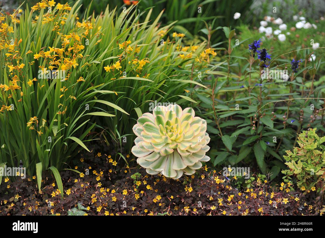 Variegated aeonium Sunburst grows in a garden in May Stock Photo - Alamy