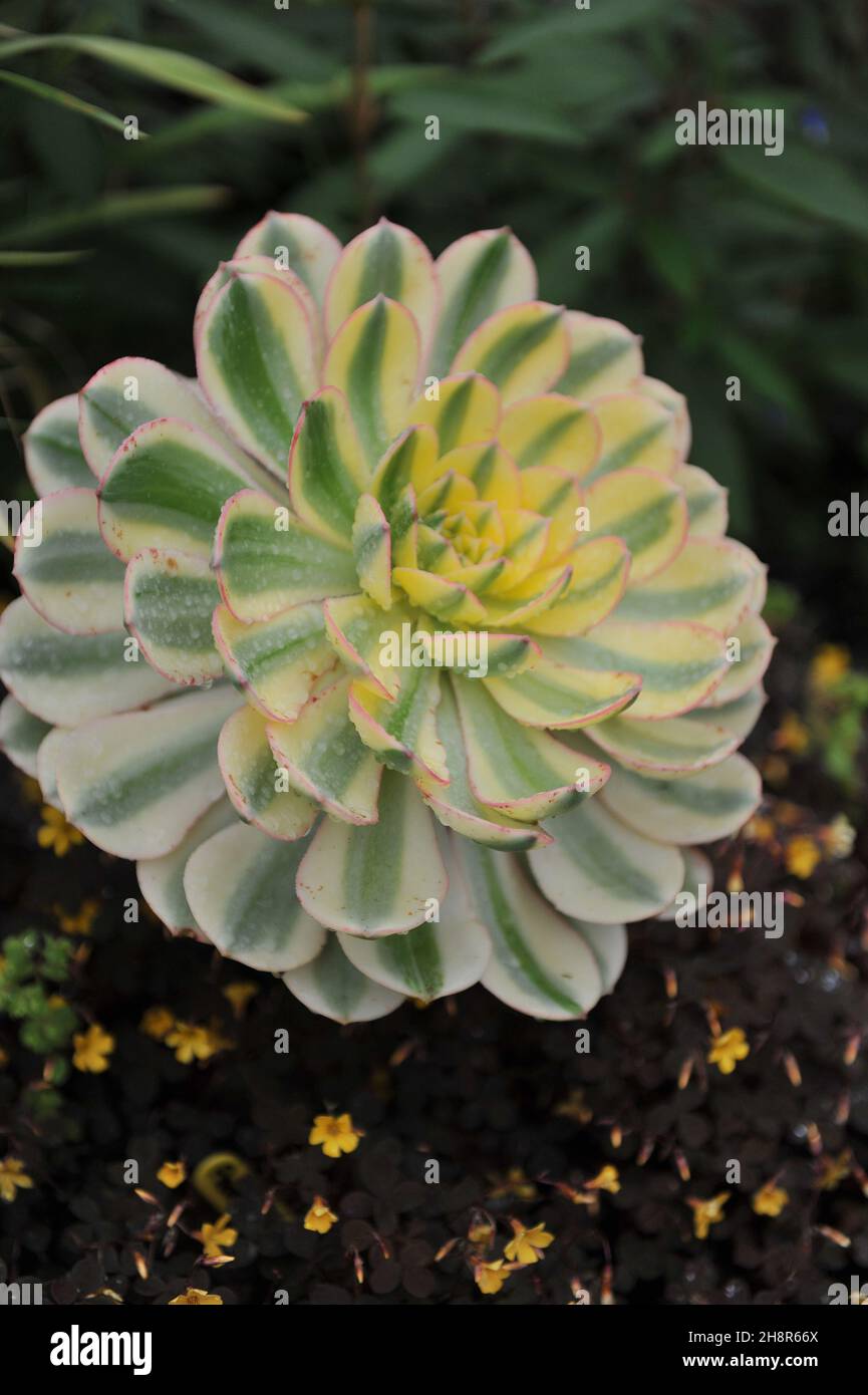 Succulent aeonium hi-res stock photography and images - Alamy