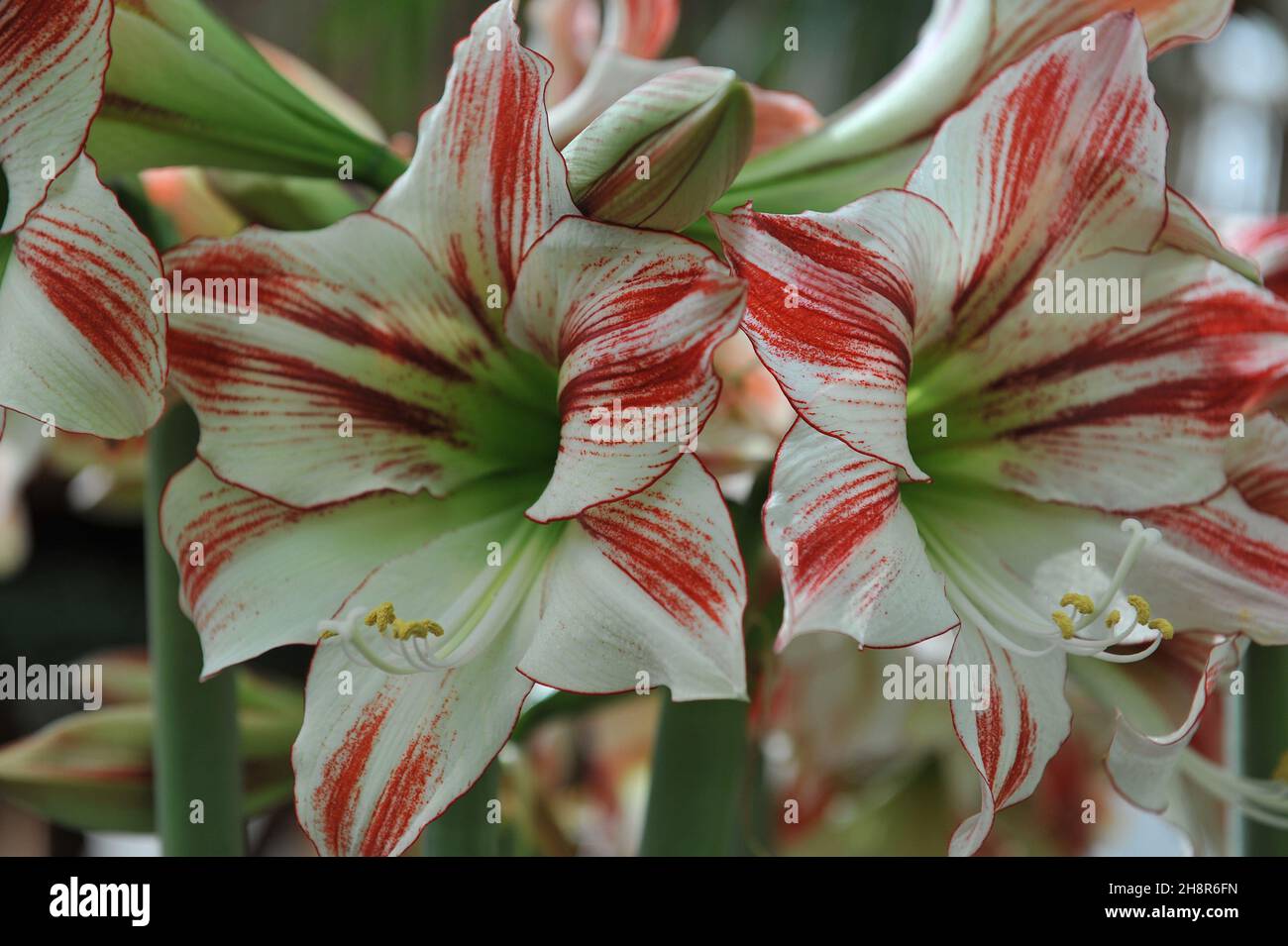 Red and white amaryllis hi-res stock photography and images - Alamy