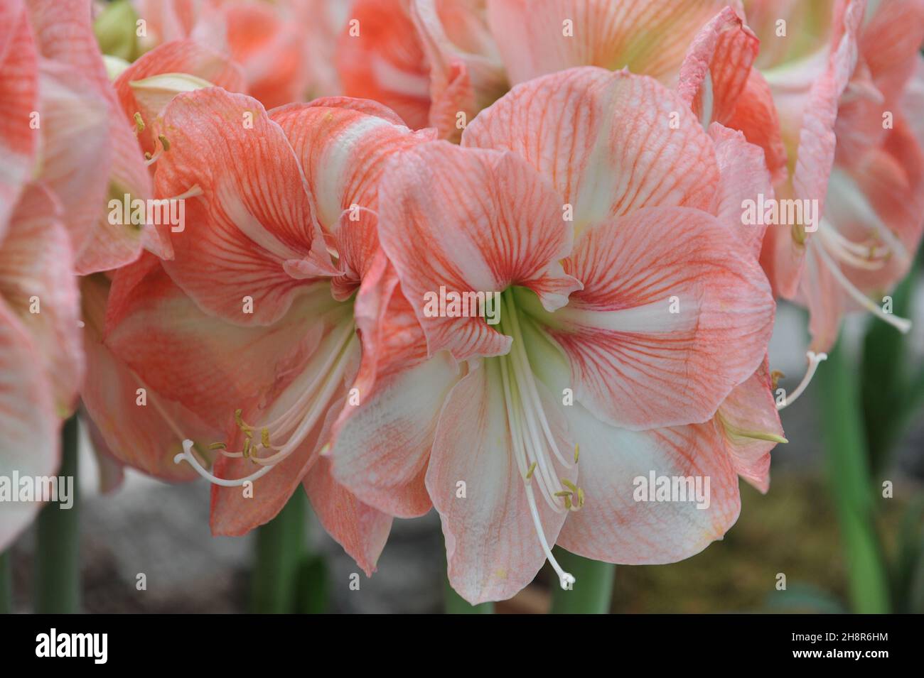 Pink and white hippeastrum (Amaryllis) Faro blooms in a garden in April ...