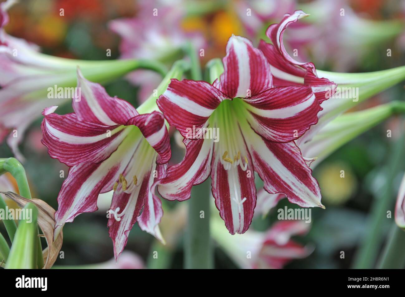 Red and white amaryllis hi-res stock photography and images - Alamy