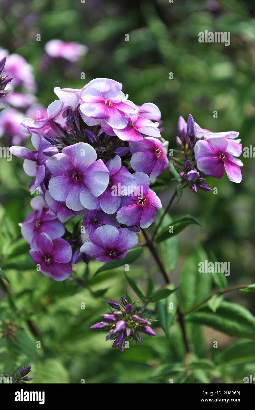 Violet-blue phlox paniculata Alexey Lensky blooms in a garden in July ...