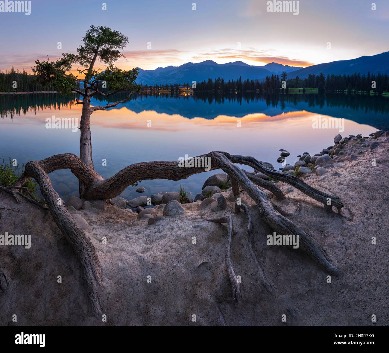 Exposed Roots, Pine Tree, Lac Beauvert, Jasper National Park, Alberta ...