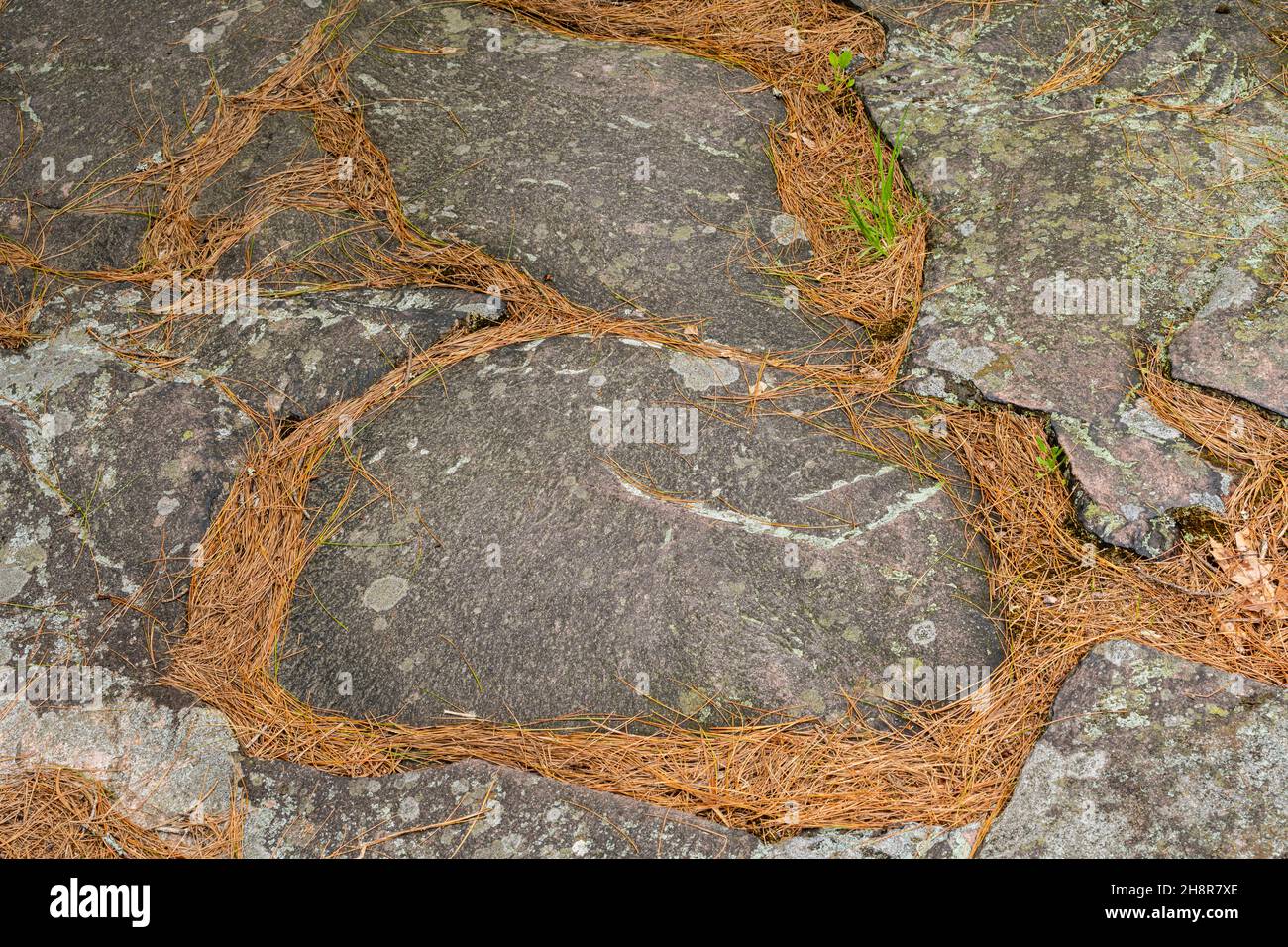 Pre-Cambrian rock outcrops and collected pine straw in a pine forest ...