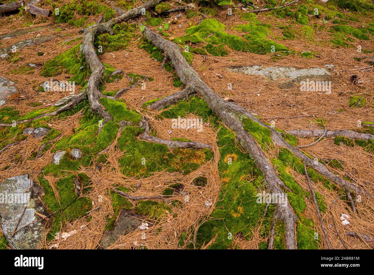 Pre-Cambrian rock outcrops and collected pine straw in a pine forest ...