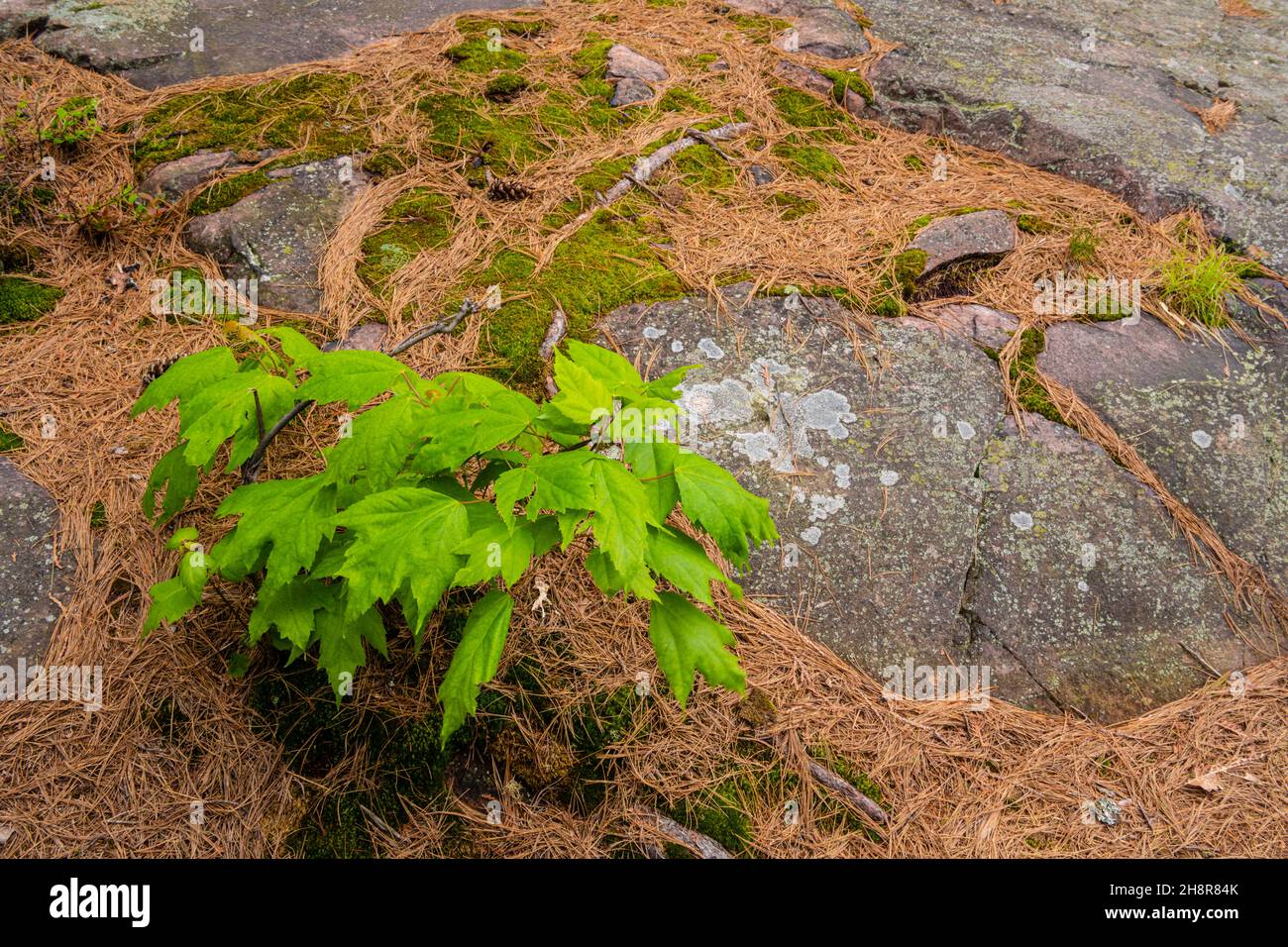 Pre-Cambrian rock outcrops and collected pine straw in a pine forest ...