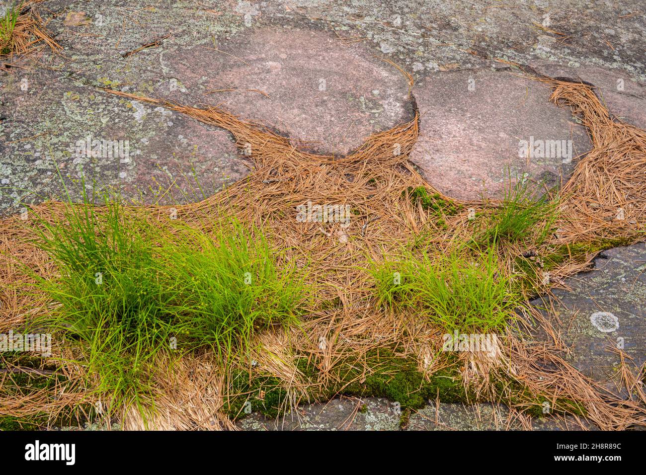 Pre-Cambrian rock outcrops and collected pine straw in a pine forest ...