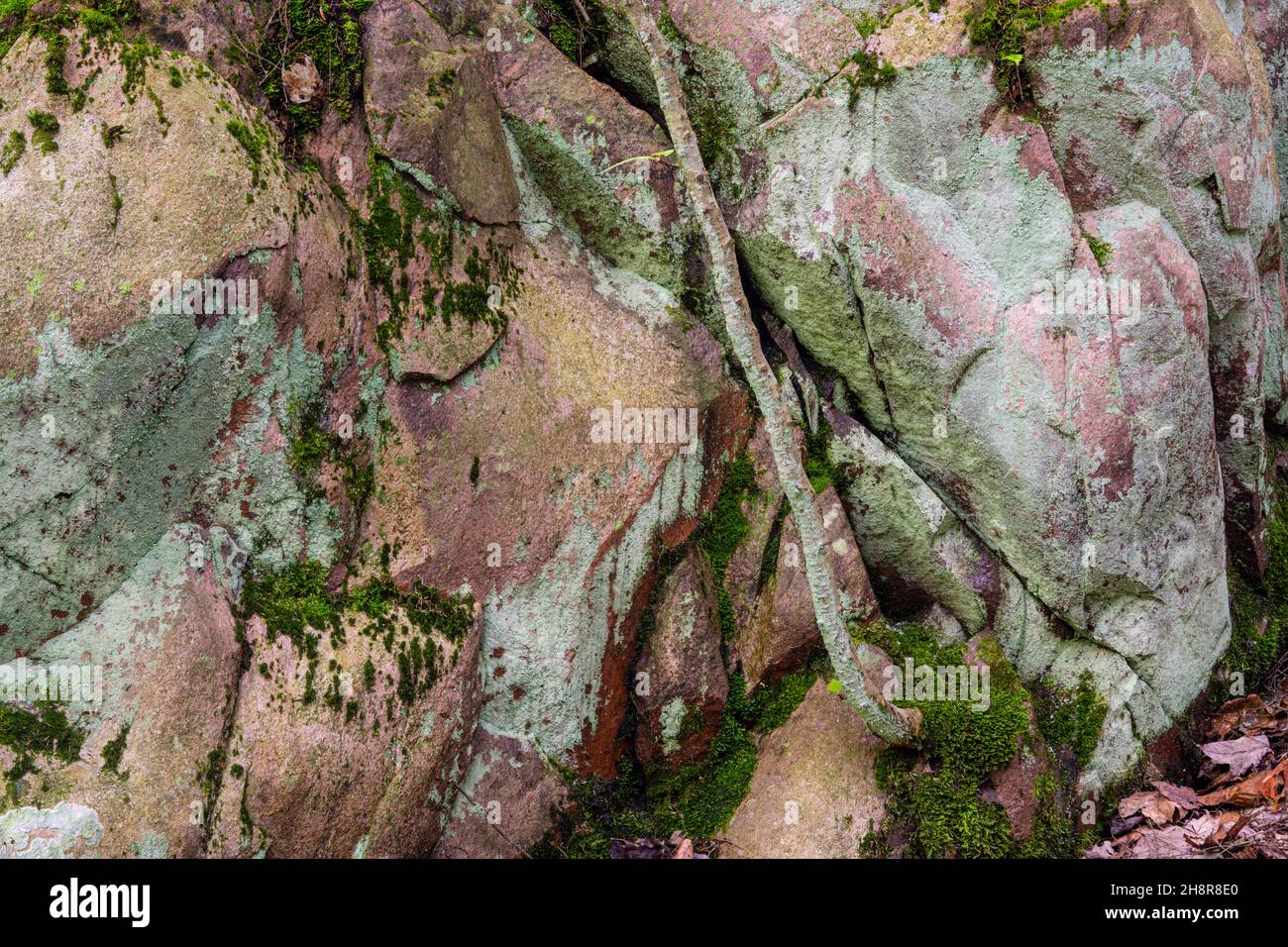 Pre-Cambrian rock outcrops in a pine forest, Killarney Provincial Park ...