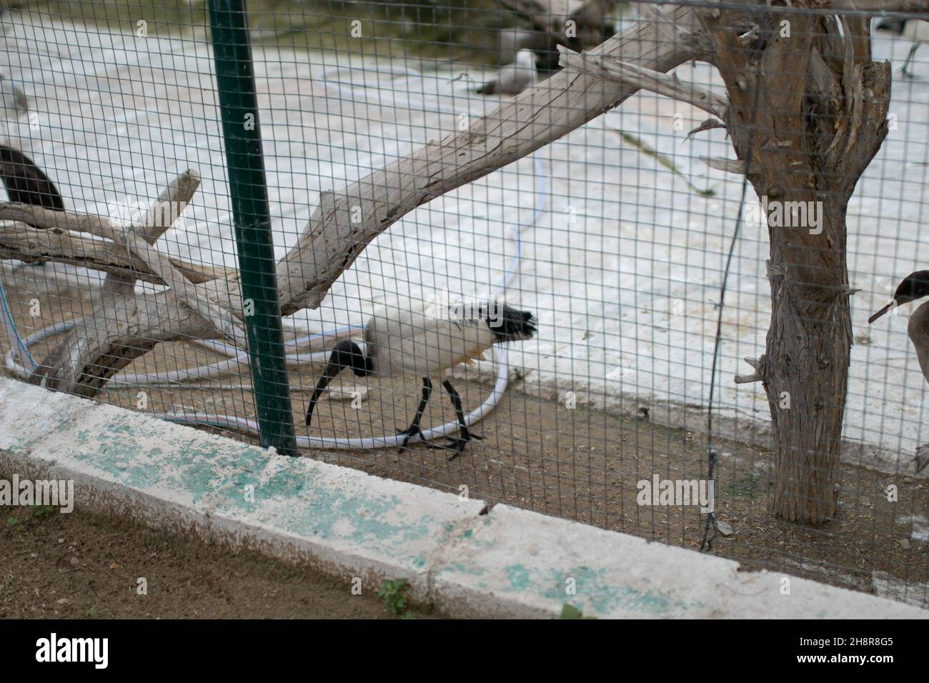 Zoo wild animals colorful hi-res stock photography and images - Alamy