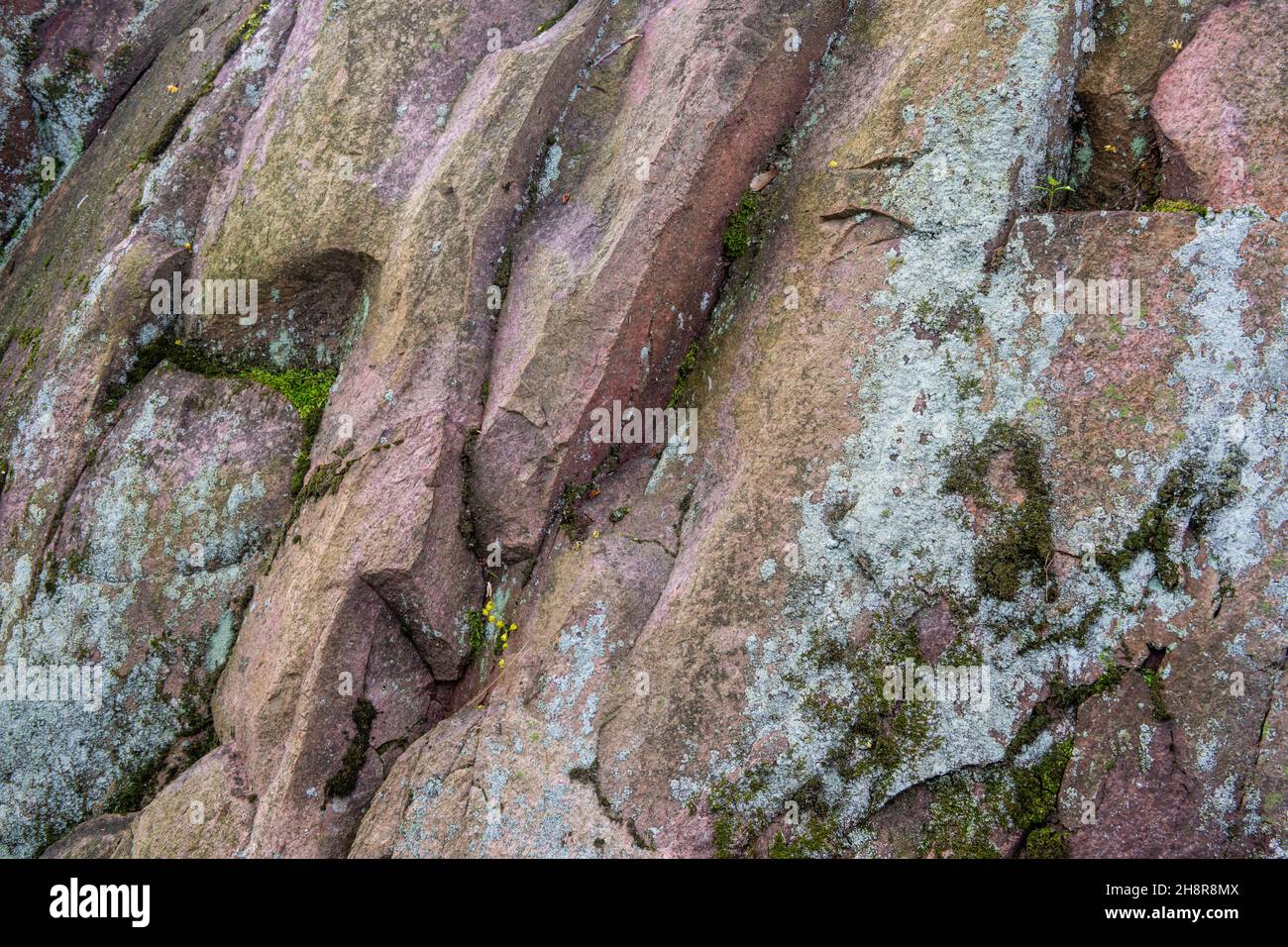 Pre-Cambrian rock outcrops in a pine forest, Killarney Provincial Park ...