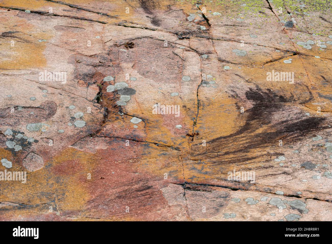 Stained granite outcrops with lichens, collected pine straw and plants ...