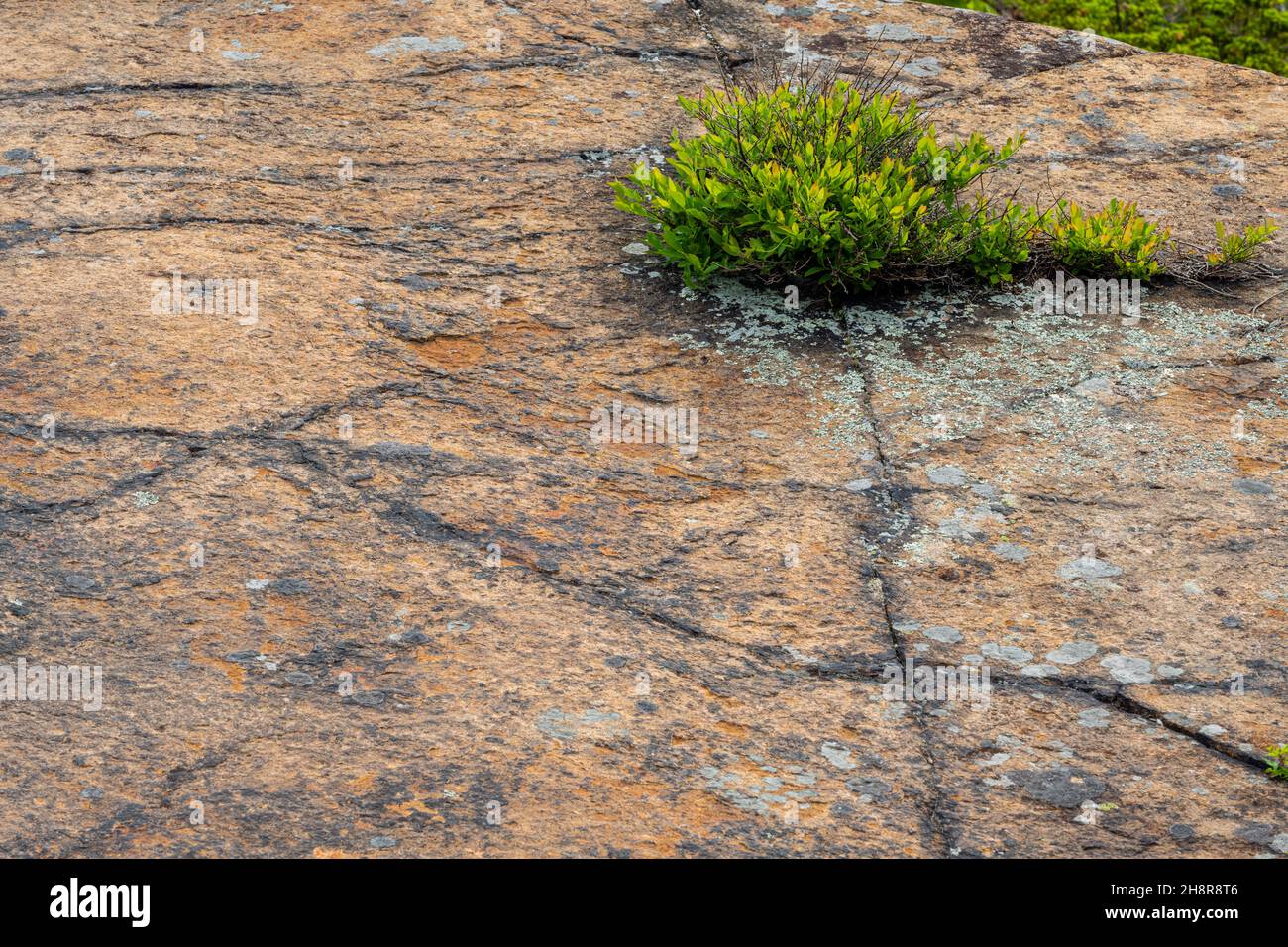 Stained granite outcrops with lichens, collected pine straw and plants ...