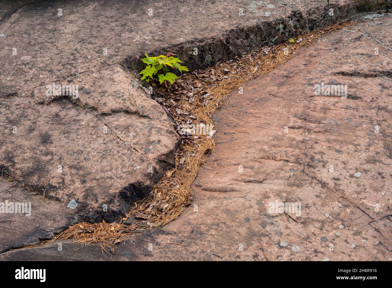 Stained granite outcrops with lichens, collected pine straw and plants ...