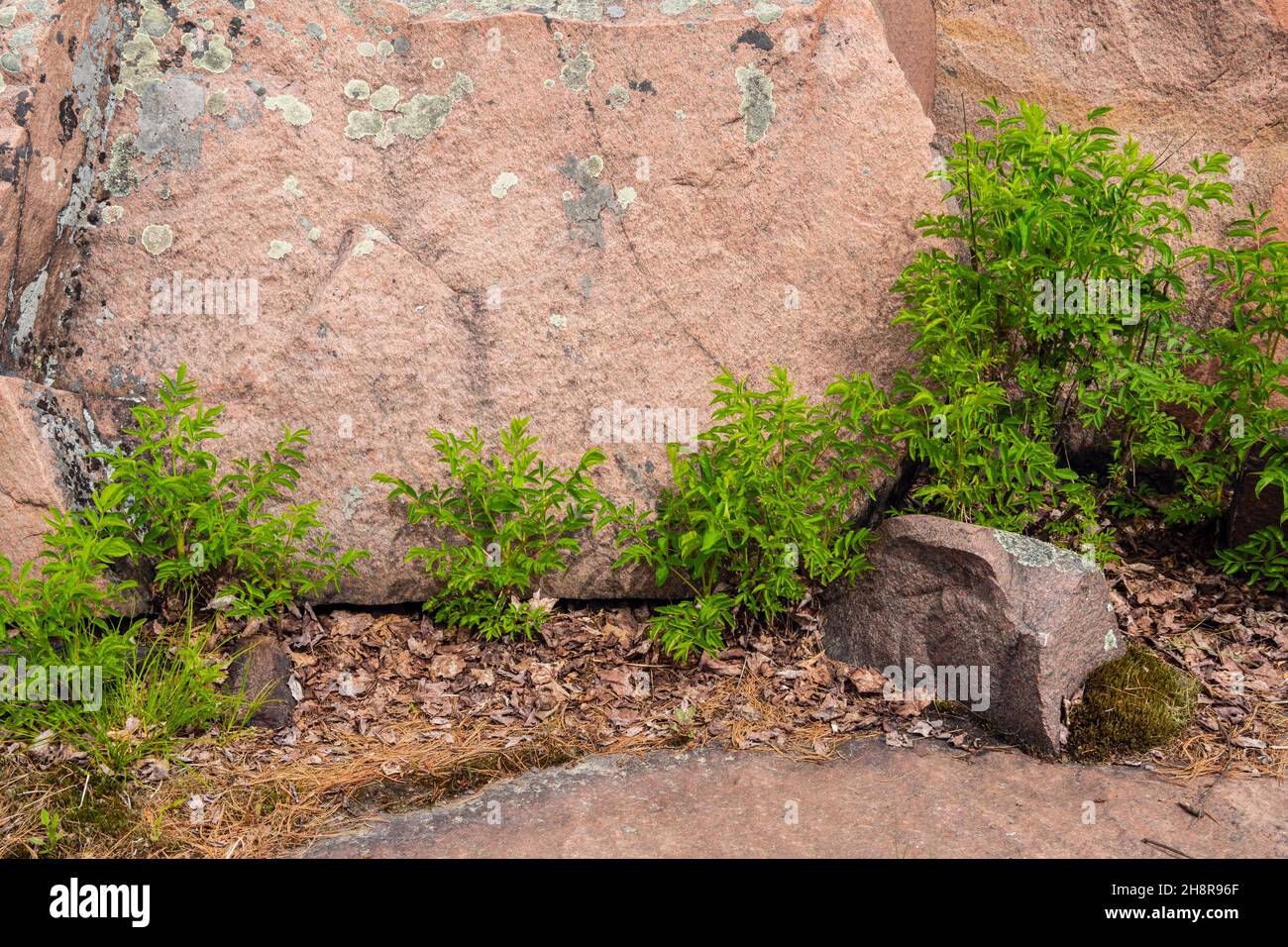 Stained granite outcrops with lichens, collected pine straw and plants ...