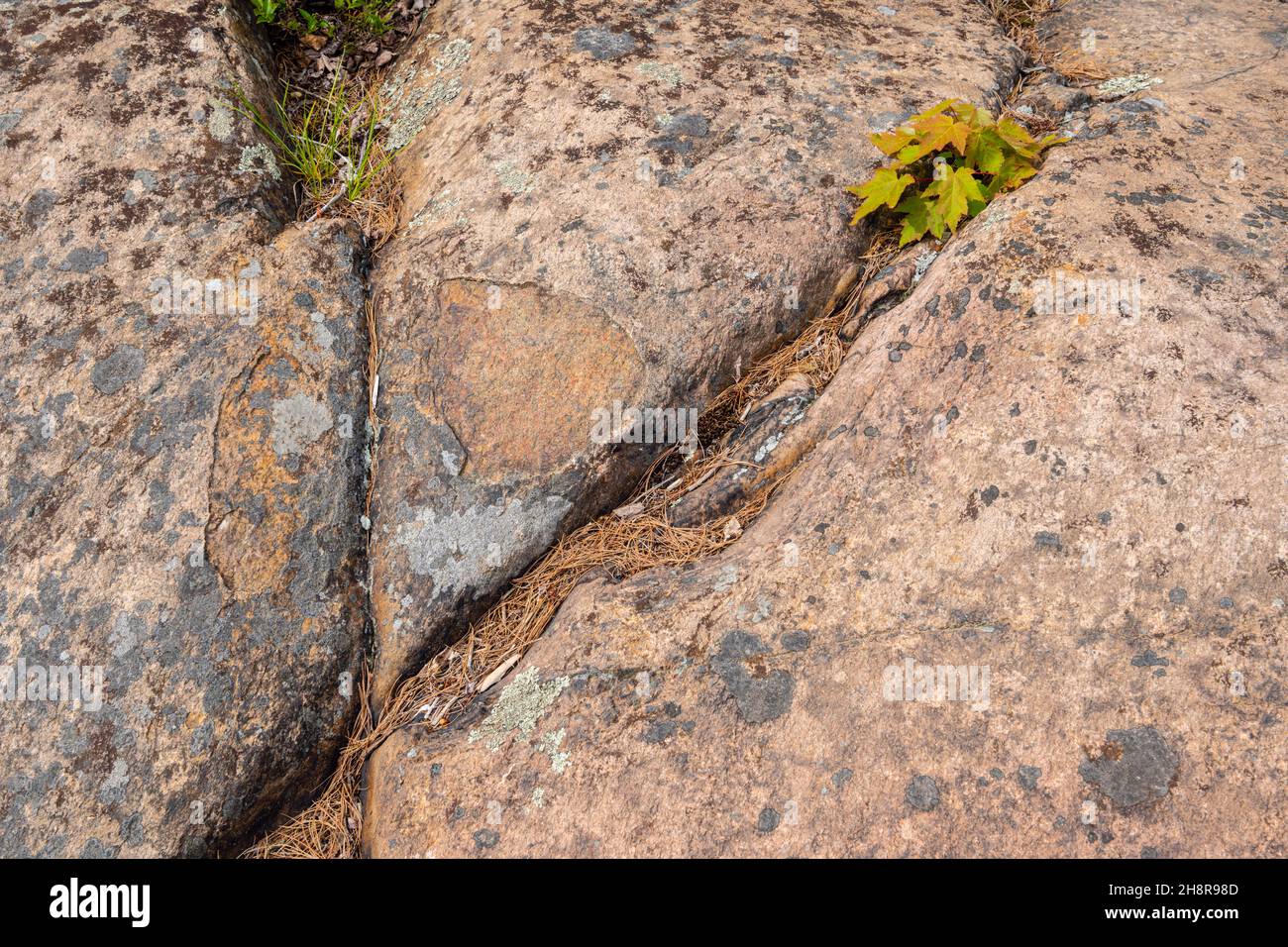 Stained granite outcrops with lichens, collected pine straw and plants ...