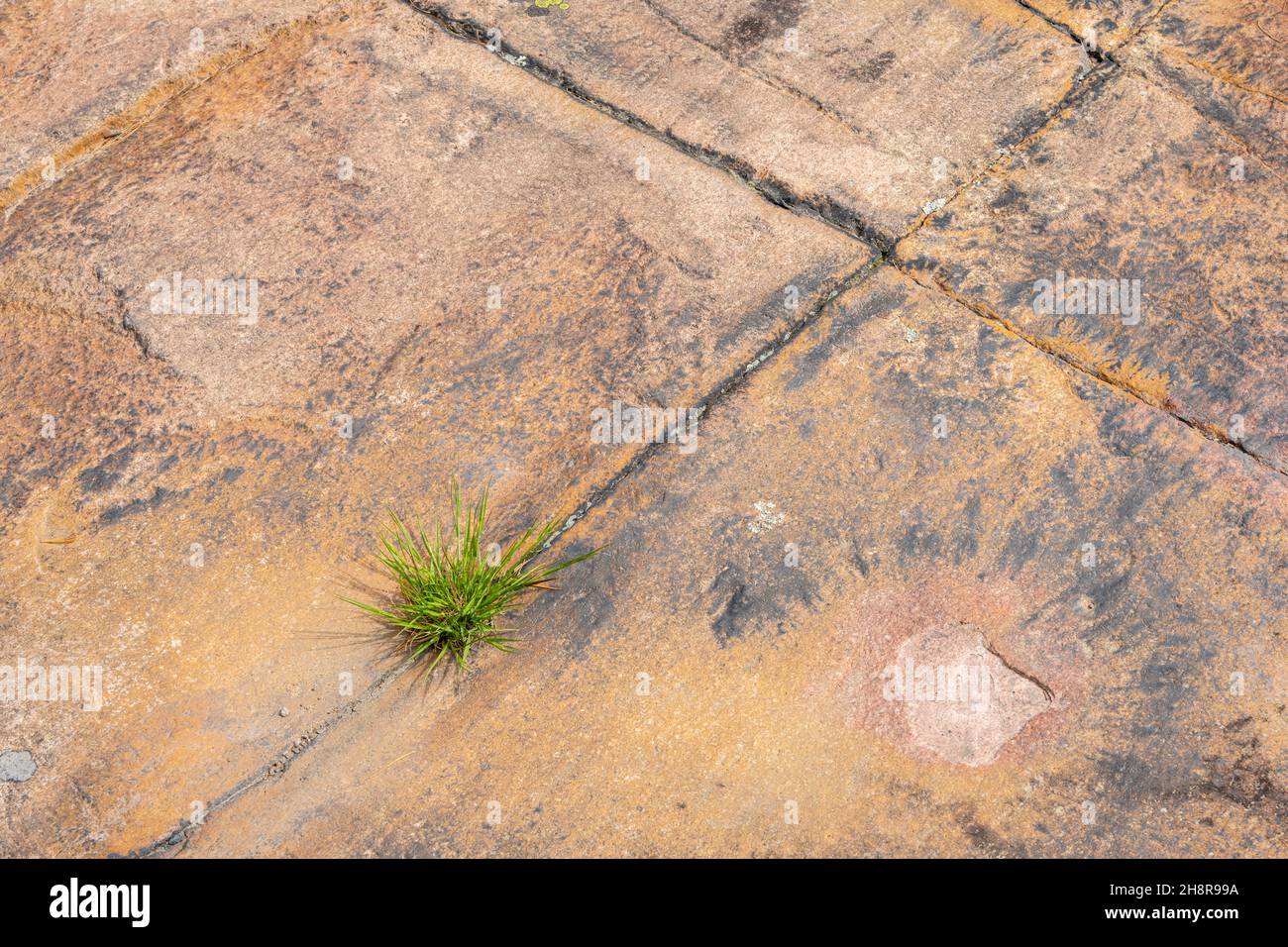 Stained granite outcrops with lichens, collected pine straw and plants ...