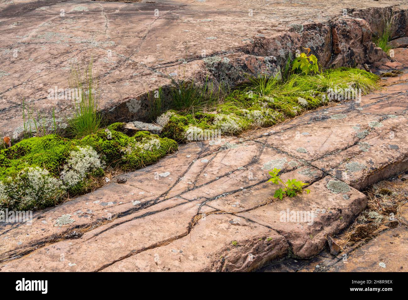 Stained granite outcrops with lichens, collected pine straw and plants ...