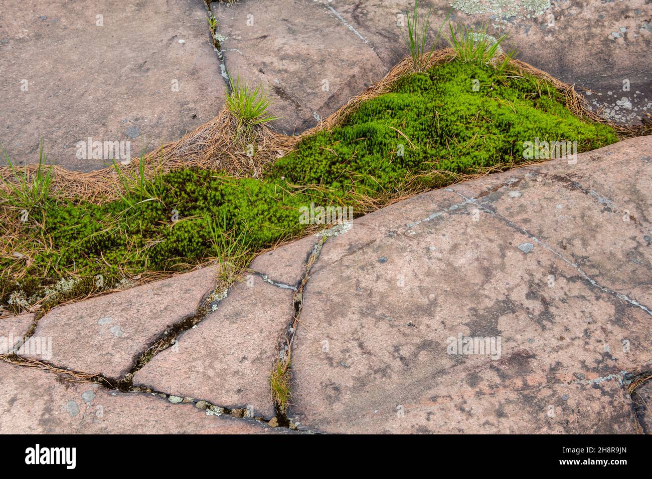 Stained granite outcrops with lichens, collected pine straw and plants ...