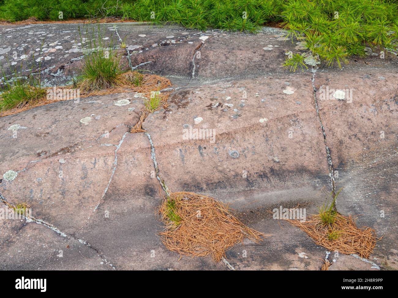 Stained granite outcrops with lichens, collected pine straw and plants ...