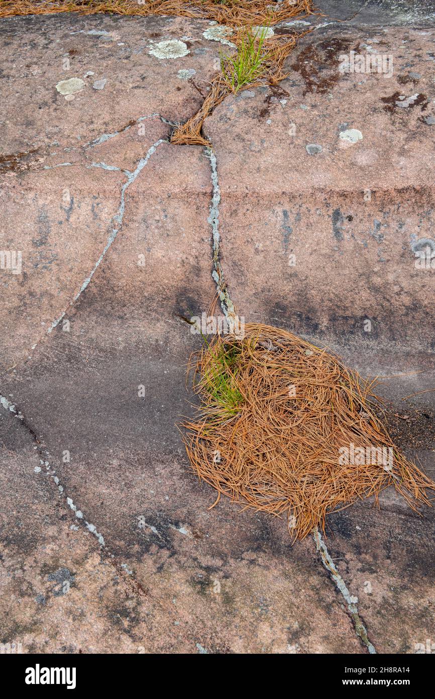 Stained granite outcrops with lichens, collected pine straw and plants ...