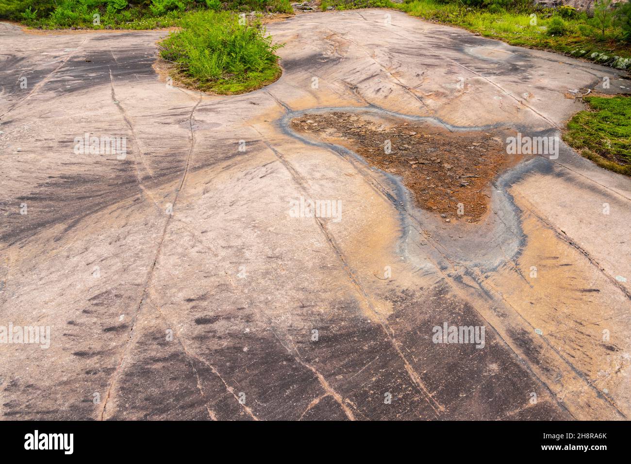 Stained granite outcrops with lichens, collected pine straw and plants ...