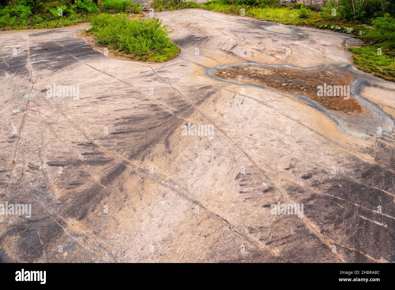 Stained granite outcrops with lichens, collected pine straw and plants ...