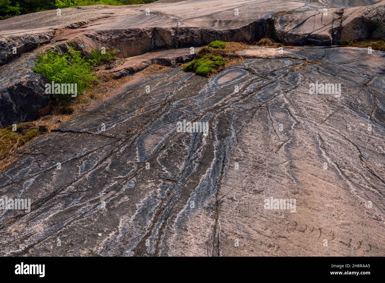 Stained granite outcrops with lichens, collected pine straw and plants ...