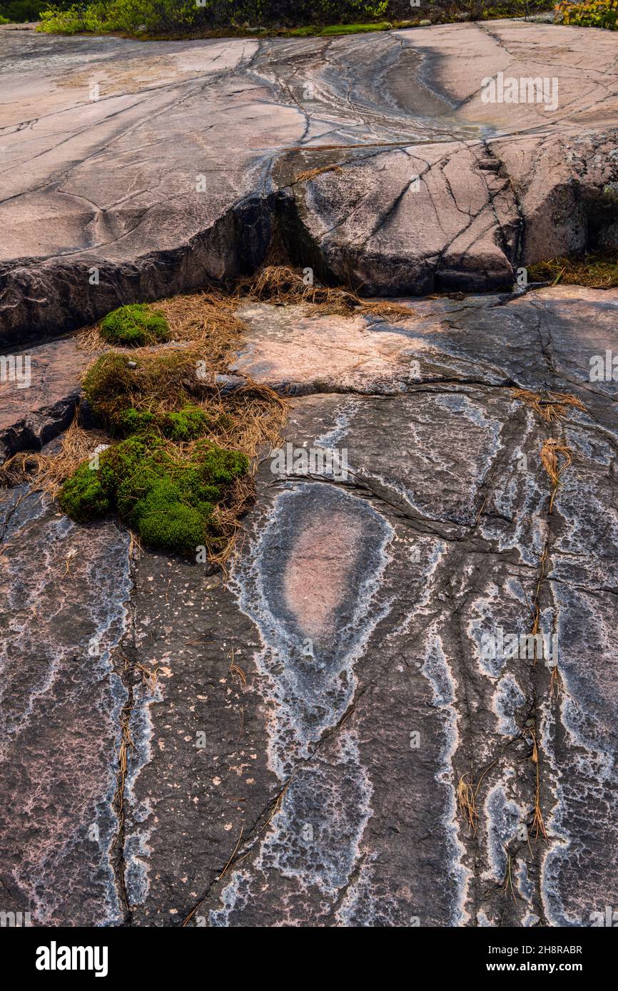 Stained granite outcrops with lichens, collected pine straw and plants ...