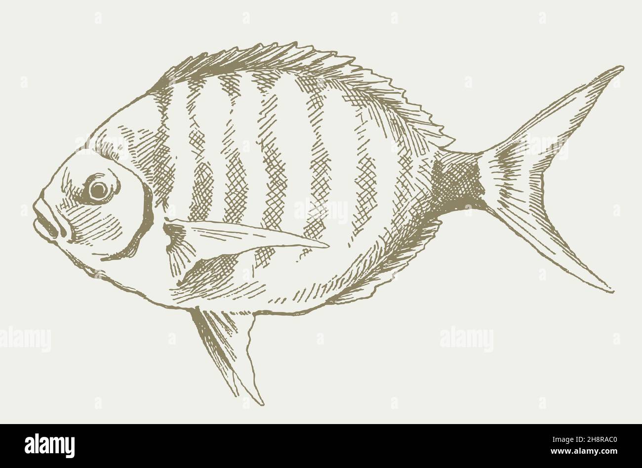 Sargo diplodus sargus Stock Vector Images - Alamy