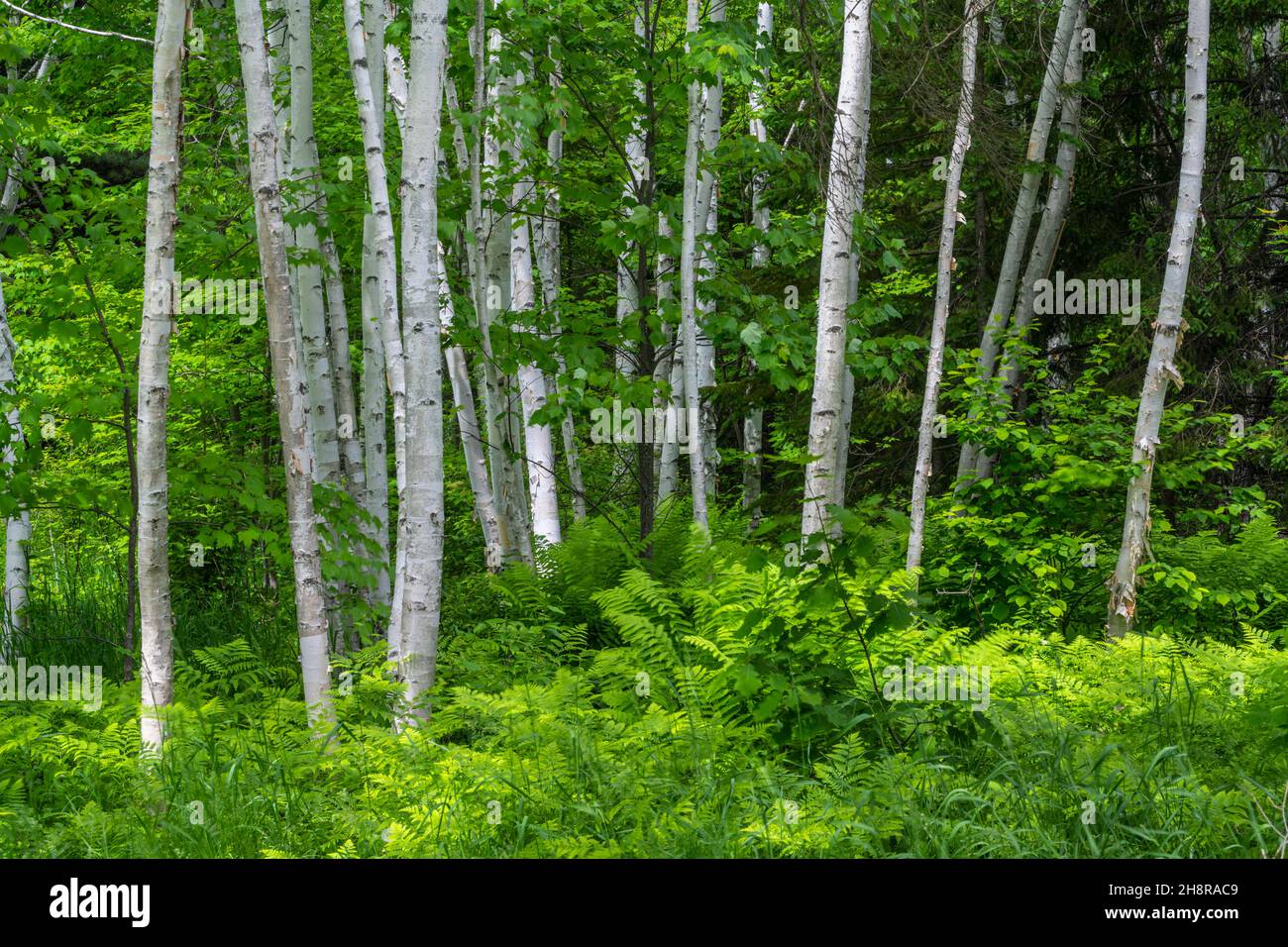 Canada birch hi-res stock photography and images - Alamy