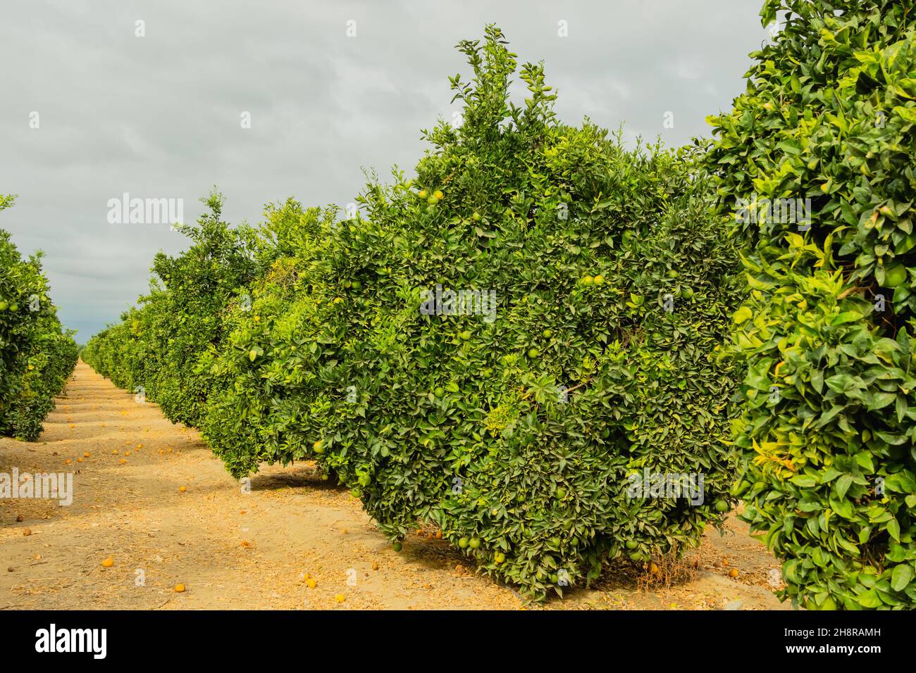 Tree trees plant citron hi-res stock photography and images - Alamy