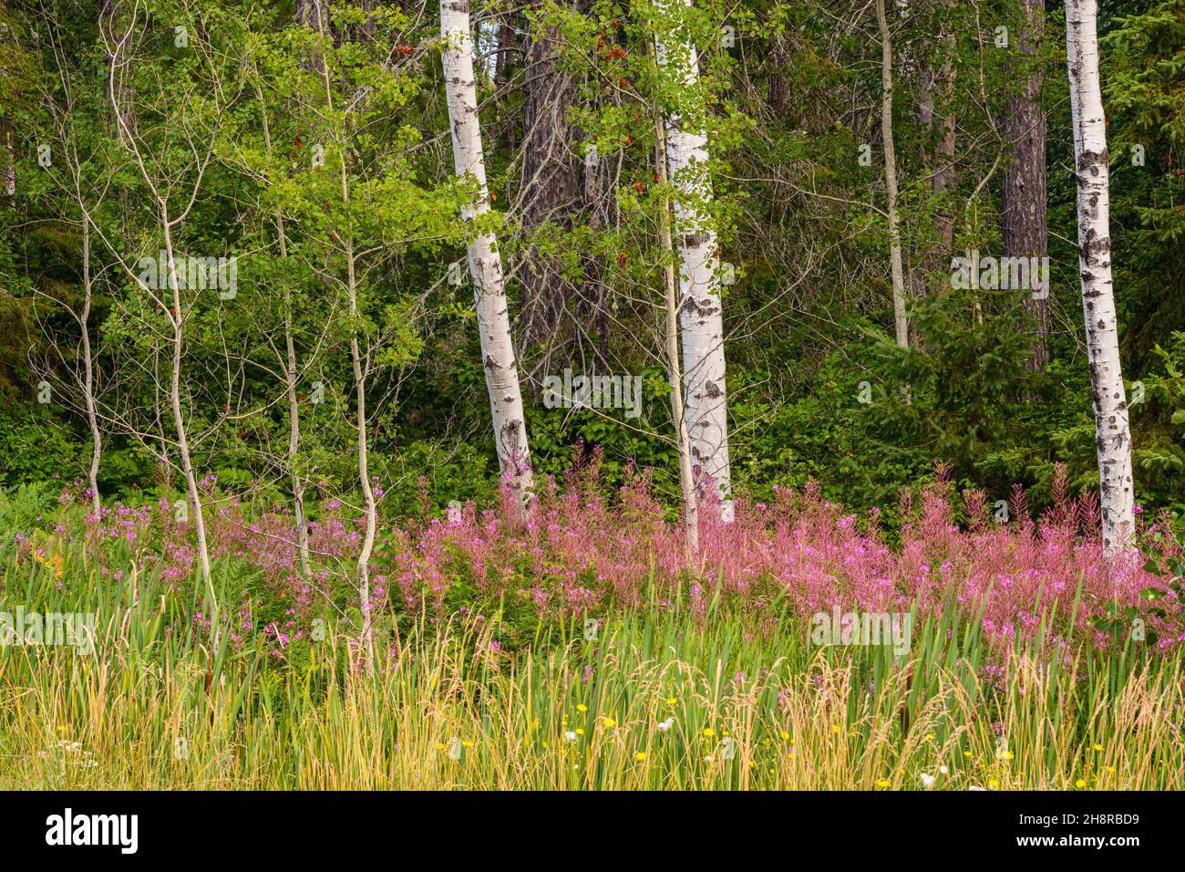 Fireweed colony and aspen tree trunks, Greater Sudbury, Ontario, Canada ...
