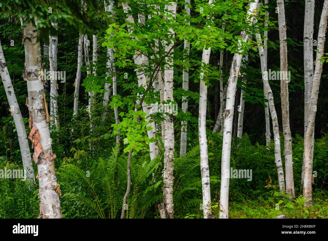 Birch tree woodland native american hi-res stock photography and images ...