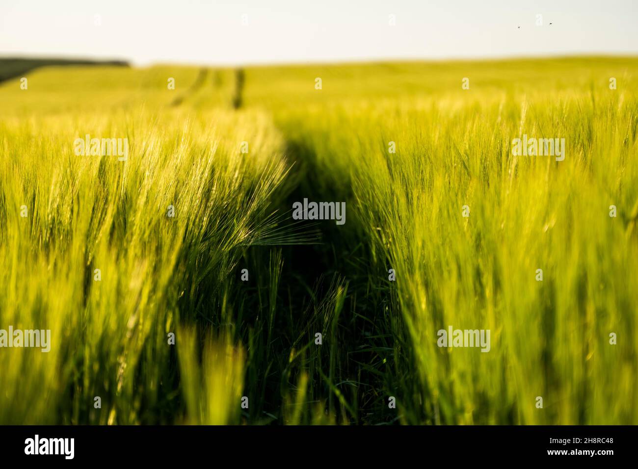 Landskape of an agricultural field with a green barley. Nature ...