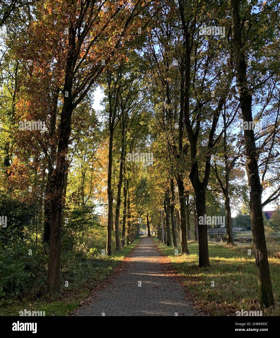 Beautiful pathway in a park surrounded by lush green trees Stock Photo ...