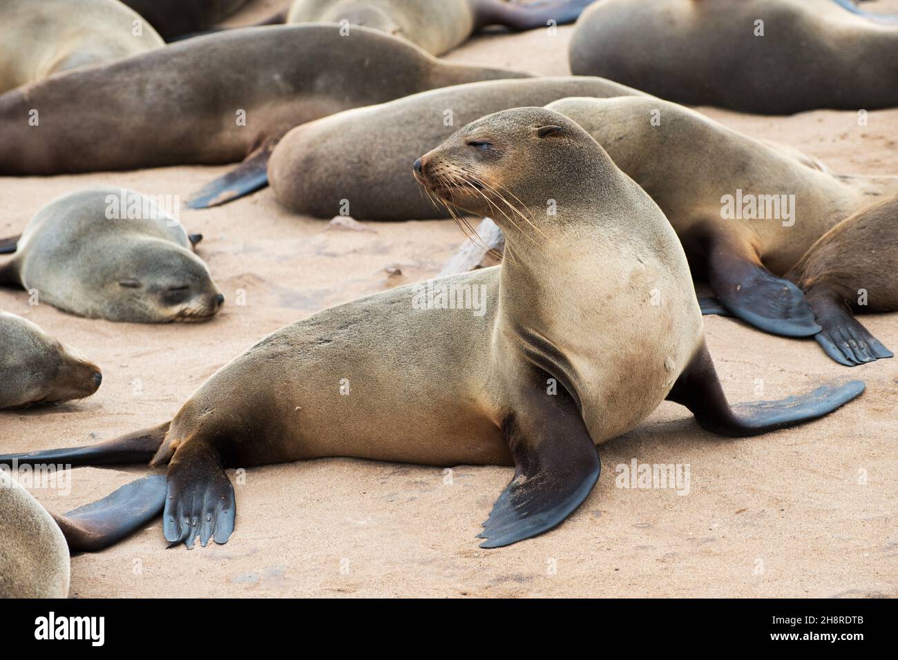 Group of sea lions at the namibian coast. Africa Stock Photo - Alamy