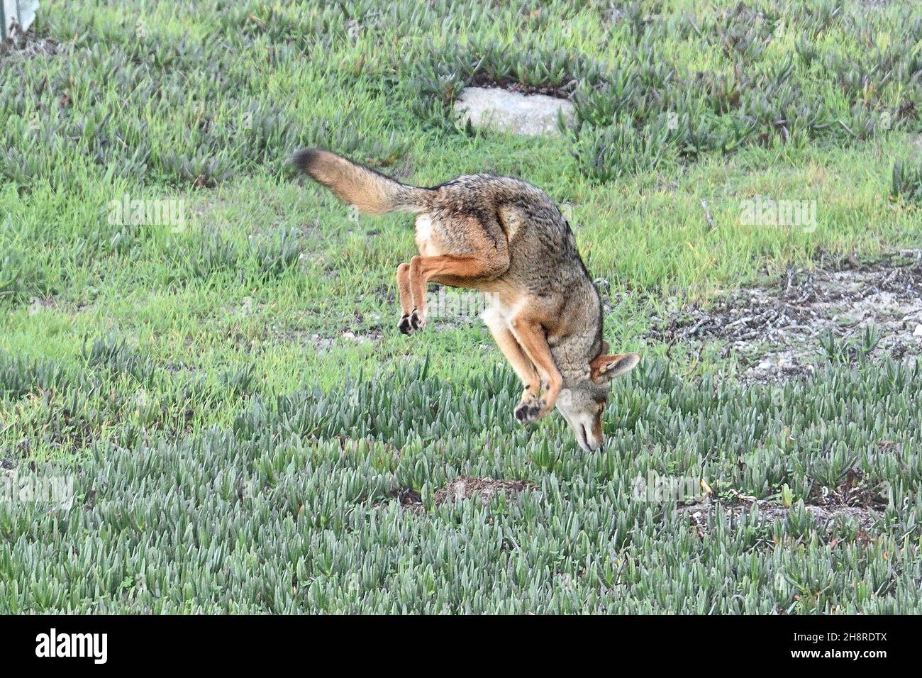 Pacific Grove, California, USA. 1st Dec, 2021. Bush Wolf pounces on ...