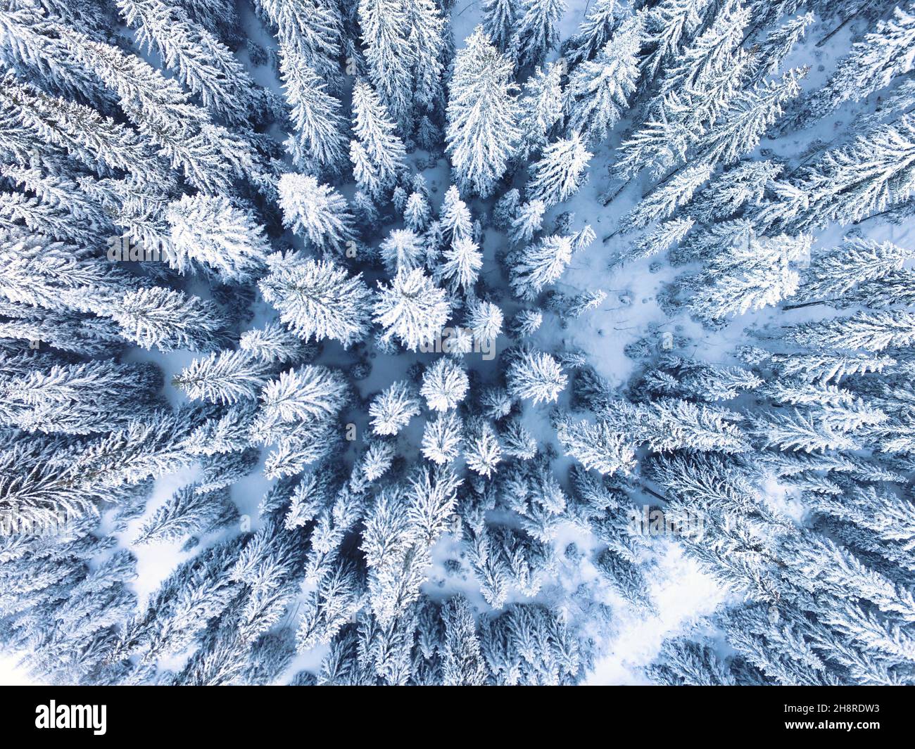 Coniferous trees snow grow in hi-res stock photography and images - Alamy