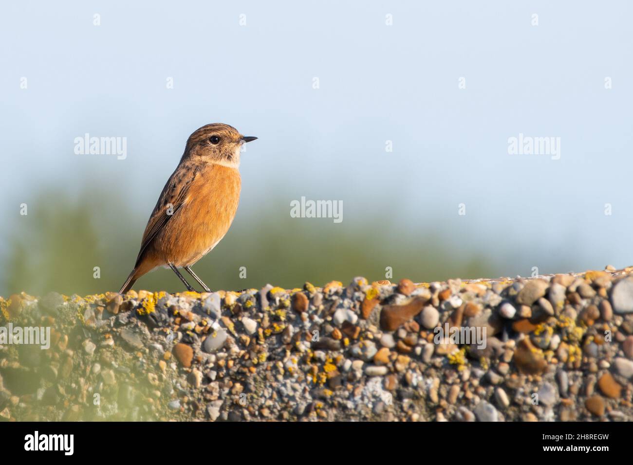 Female Common Stonechat High Resolution Stock Photography and Images ...