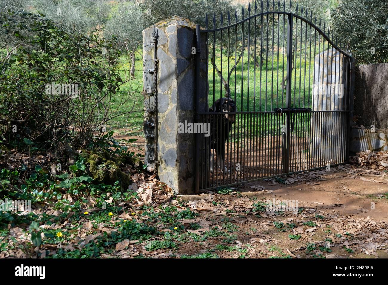 Dog standing behind metal gates Stock Photo - Alamy