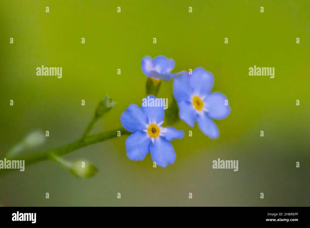 Closeup shot of blooming scorpion grasses flowers Stock Photo - Alamy