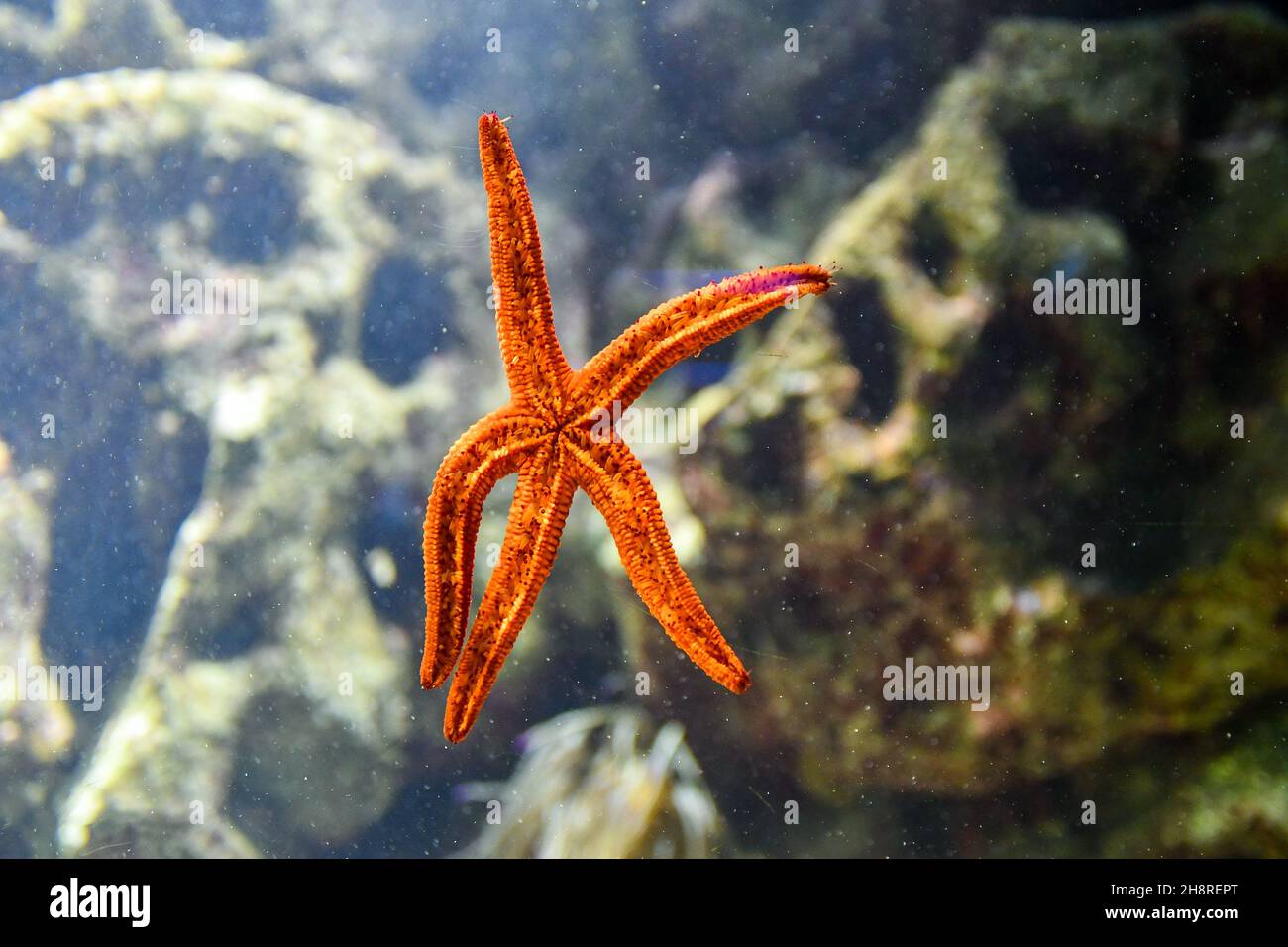 Close-up of a red starfish (Asteroidea) placed on the glass of a tank ...