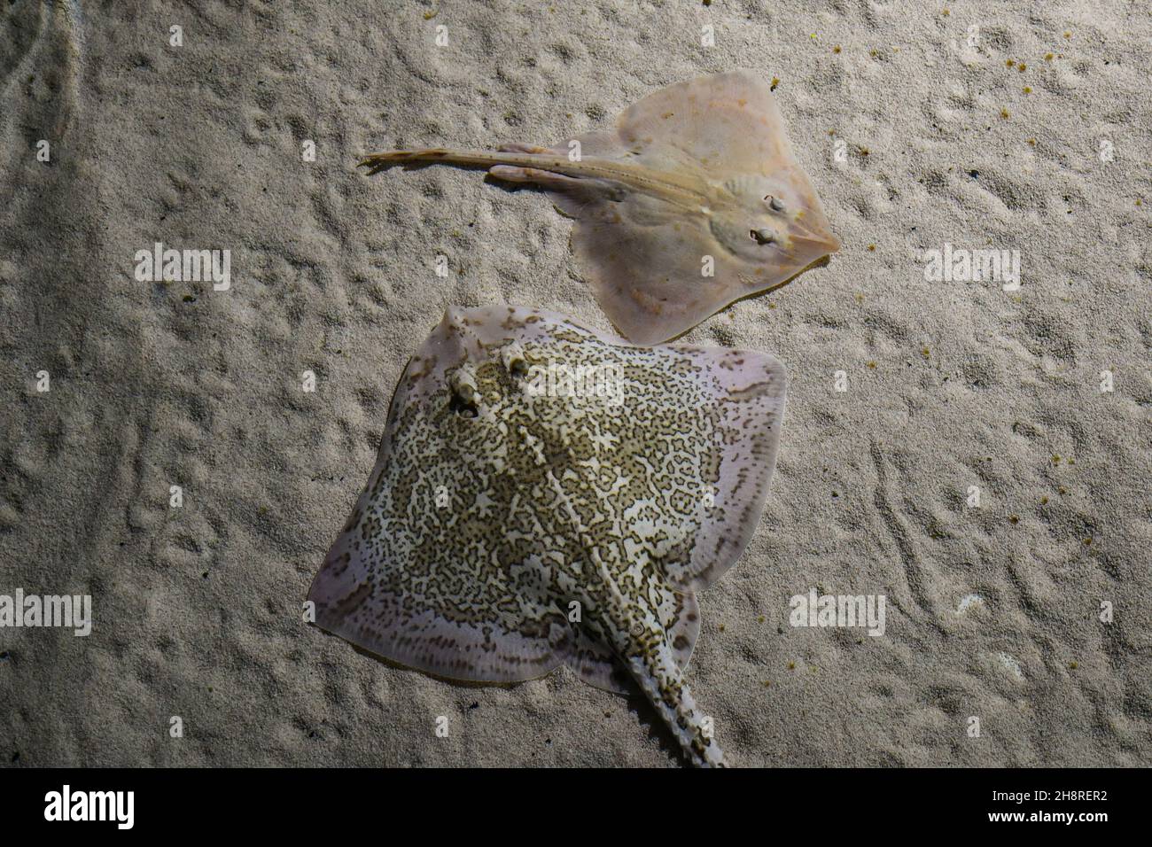 View from above of a tank with two rays (Raja undulata) laid on the ...