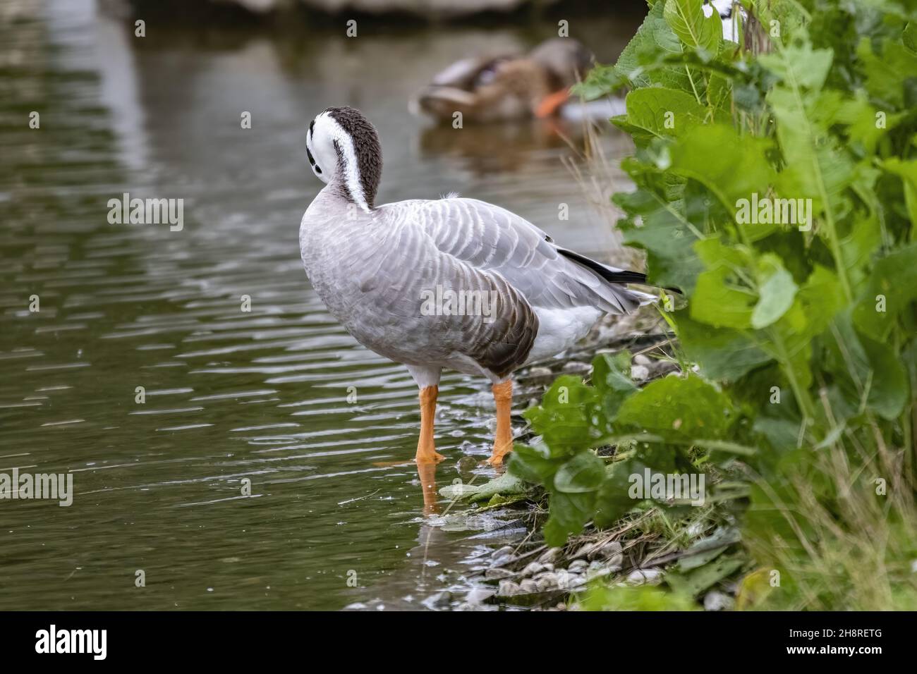 Bar headed goose group hi-res stock photography and images - Alamy