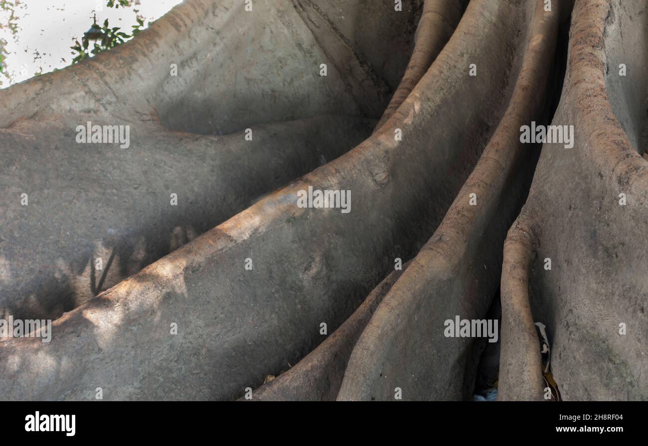 Ombu rubber tree roots Recoleta, Buenos Aires, Argentina Stock Photo ...